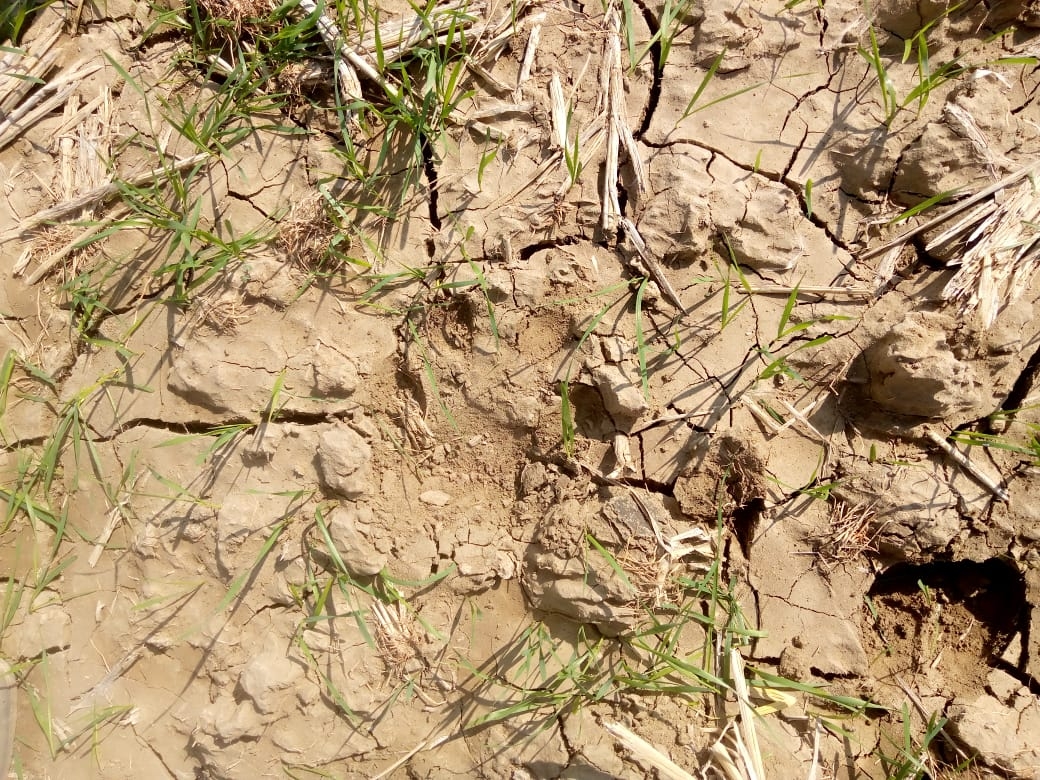 Tiger movement in many areas of Silwani forest area