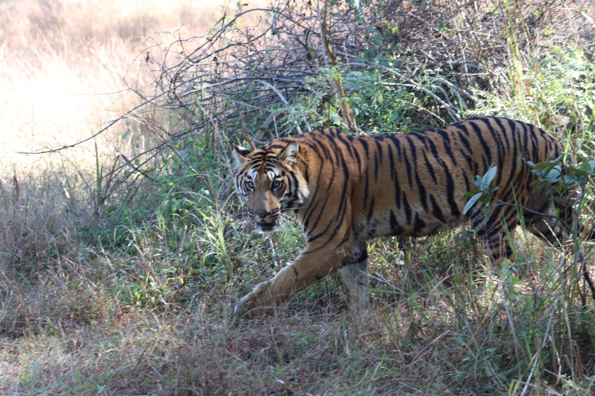 Tiger family went for a walk in STR, blocked the way | एसटीआर में वॉक ...
