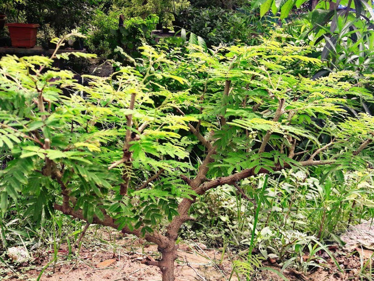 Shami leaves are offered to Lord Shani on Saturday, rituals about shami ...