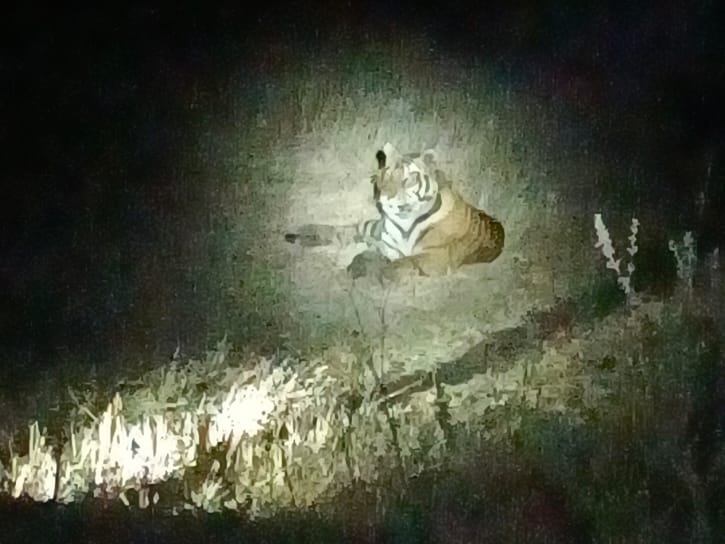 The tigress reached Pendra Khodri Range | कान्हा नेशनल पार्क से निकली ...