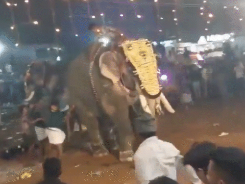 Kerala Elephant Attack Video | Malappuram Nercha Festival