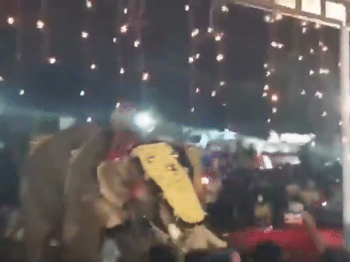 Kerala Elephant Attack Video | Malappuram Nercha Festival