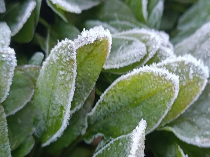 Chhattisgarh Surguja division weather update Mainpat cold wave ...