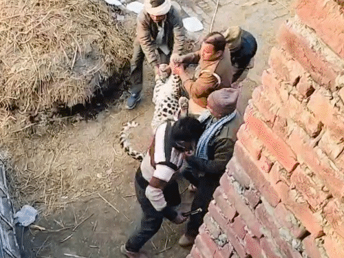 The leopard was captured after 10 hours of struggle