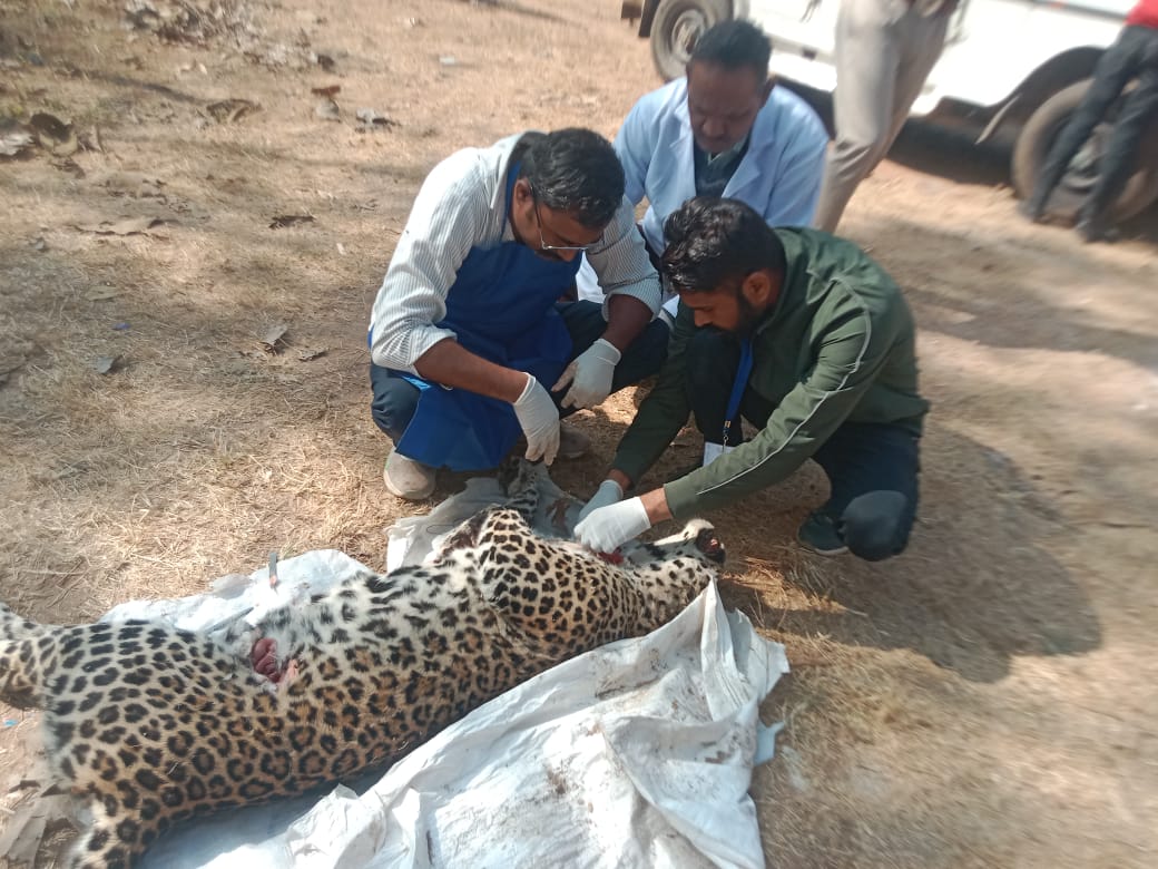 Male panther died due to drowning in water | नहर में डूबा मिला लेपर्ड ...
