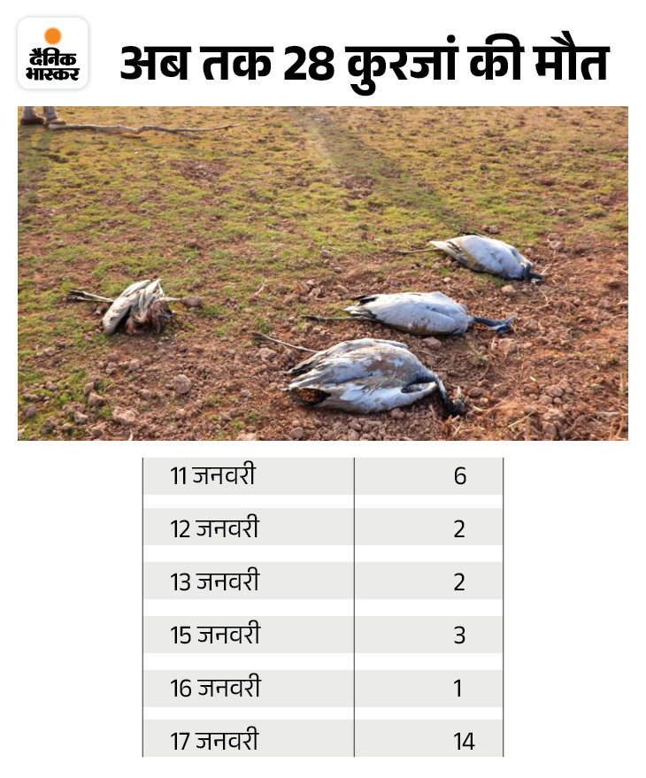 Jaisalmer Kurja Birds Death Mystery | Mohangarh Village | जैसलमेर में ...