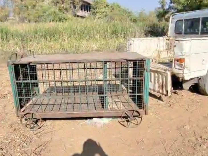 Panic in Shivganj: Leopard terror in populated area Siorhi Rajasthan ...