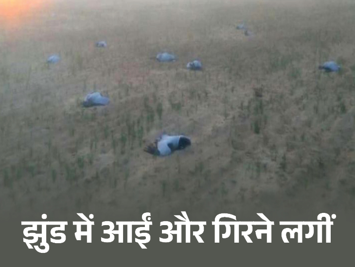 Jaisalmer Kurja Birds Death Mystery | Mohangarh Village | जैसलमेर में ...