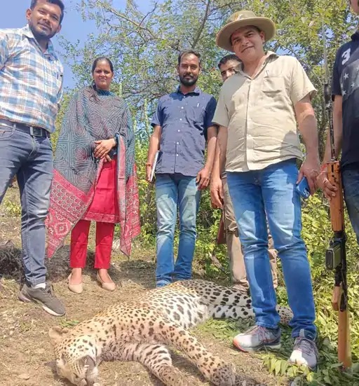 Leopard VIDEO | Udaipur Leopard (Cheetah) Movement Video Footage | उदयपुर में शिकार खाता नजर आया ...