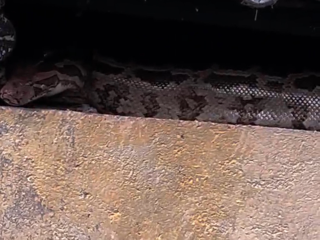 Two 20 feet long pythons created panic | 20 फीट लंबे दो अजगरों ने मचाई ...