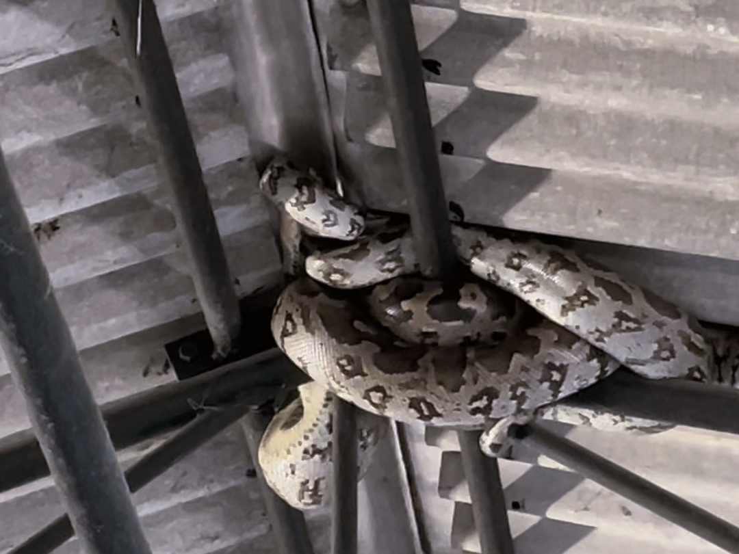 Two 20 feet long pythons created panic | 20 फीट लंबे दो अजगरों ने मचाई ...