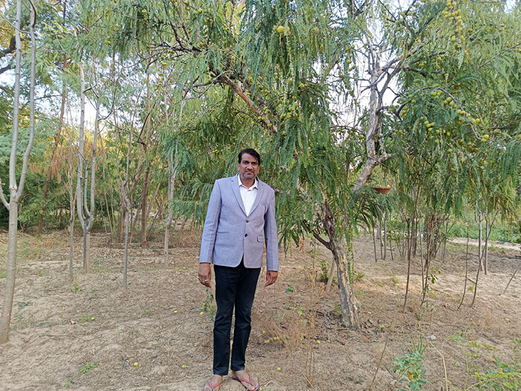 Amla Chyavanprash; Rajasthan Farmer Atul Gupta Amla Farming Success Story
