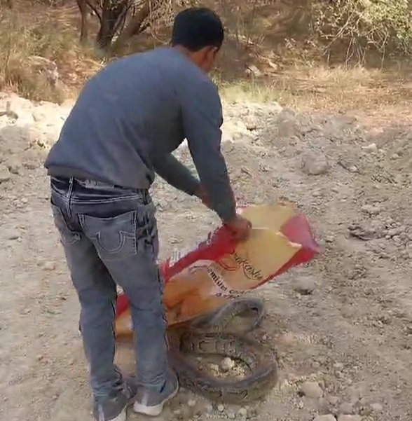 10 feet long python caught Lucknow | लखनऊ में पकड़ा दुनिया का सबसे ...