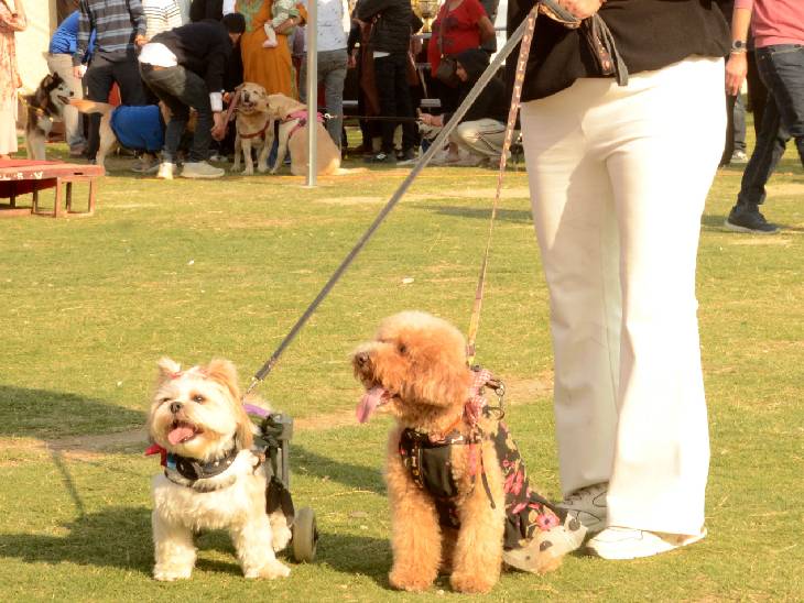 See the Noida Dog Show in 14 pictures Dogs who reached the stage showed ...