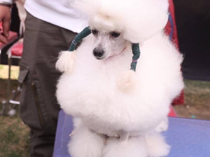 See the Noida Dog Show in 14 pictures Dogs who reached the stage showed ...