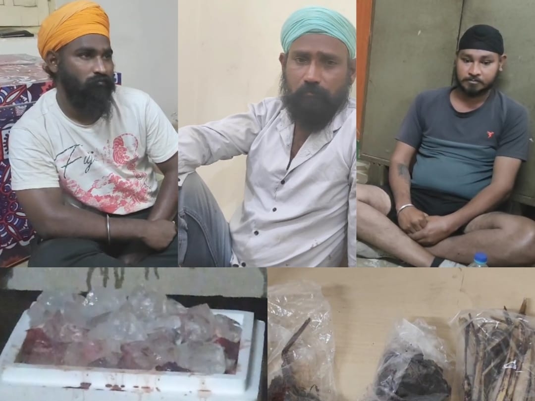 Hunting wild boars with potash bombs | जंगली सुअर का पोटाश बम से शिकार ...