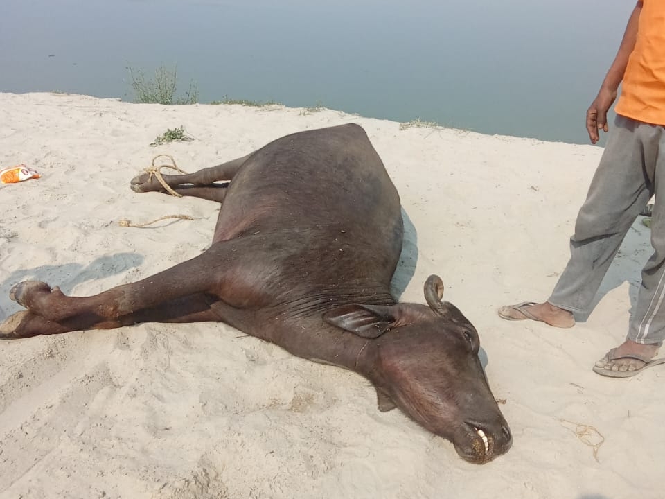 27 buffaloes died due to poisonous animal feed in Hardoi