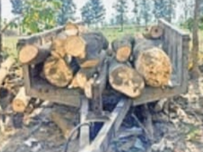 Illegal timber smuggling busted in Khadda