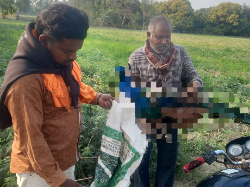Death of peacock in Beniganj | बेनीगंज में मोर की मौत: सोते समय बिगड़ा ...