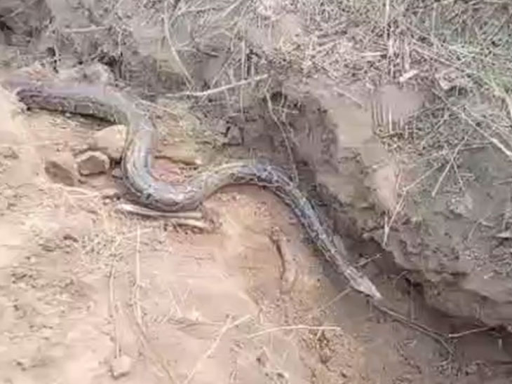 Woman scared after seeing 12 feet long python | 12 फीट लंबा अजगर देख ...
