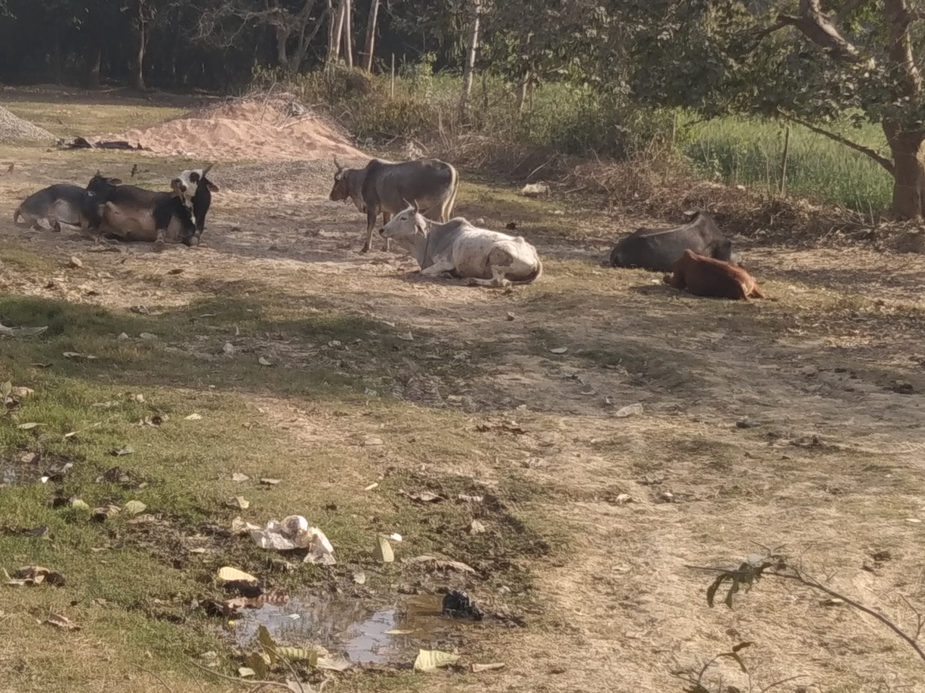 Terror of stray animals in Mansara | मंसारा में आवारा पशुओं का आतंक ...