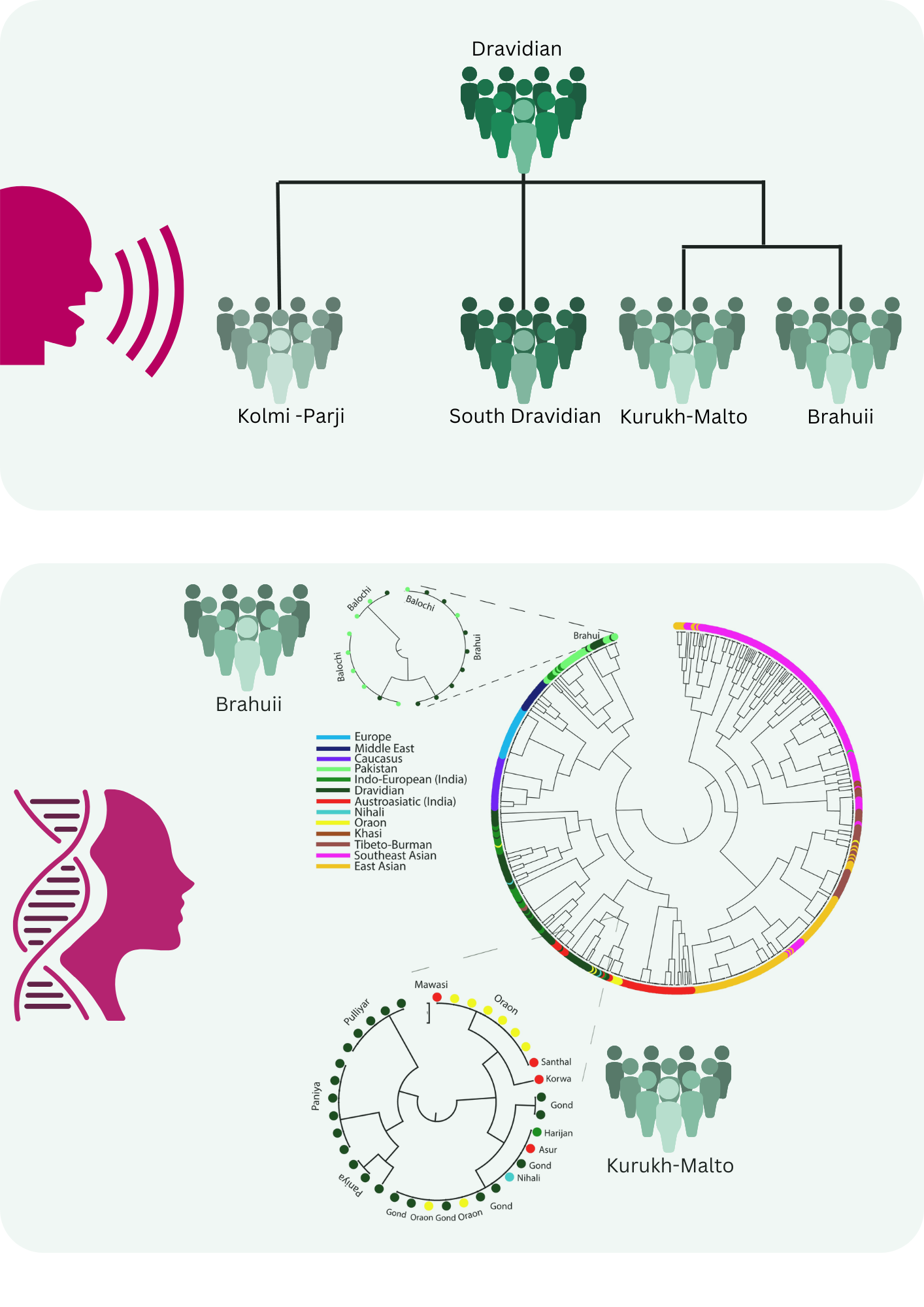 BHU scientists conducted DNA testing of Oraon-Brahui tribe | BHU के ...