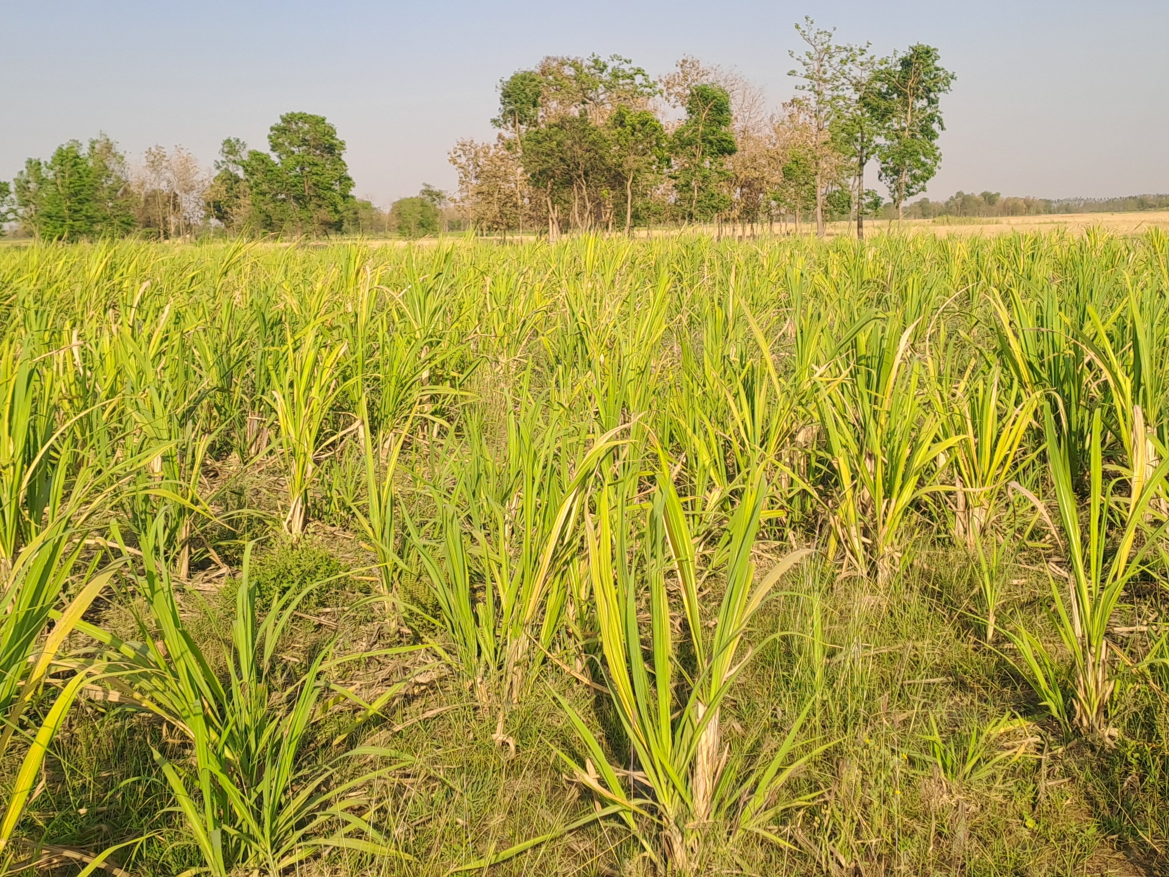 Farmers face problem in irrigating sugarcane | बलरामपुर में गन्ने की ...
