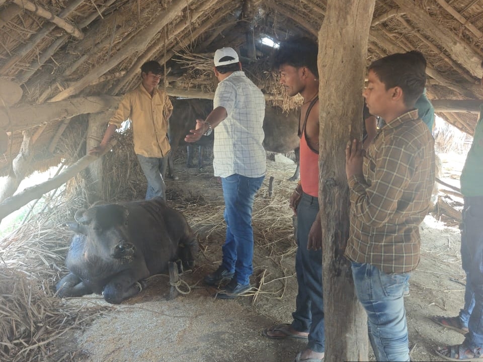 Treatment of 5 buffaloes burnt by fire | आग से झुलसी 5 भैंसों का इलाज ...