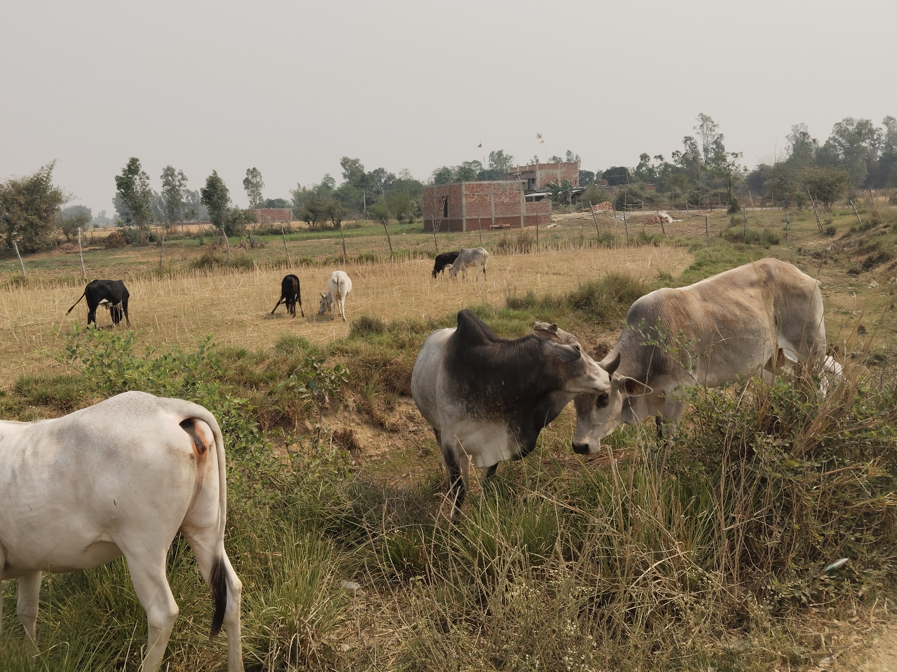 Stray animals wreak havoc on the streets | सड़कों पर आवारा पशुओं का कहर ...