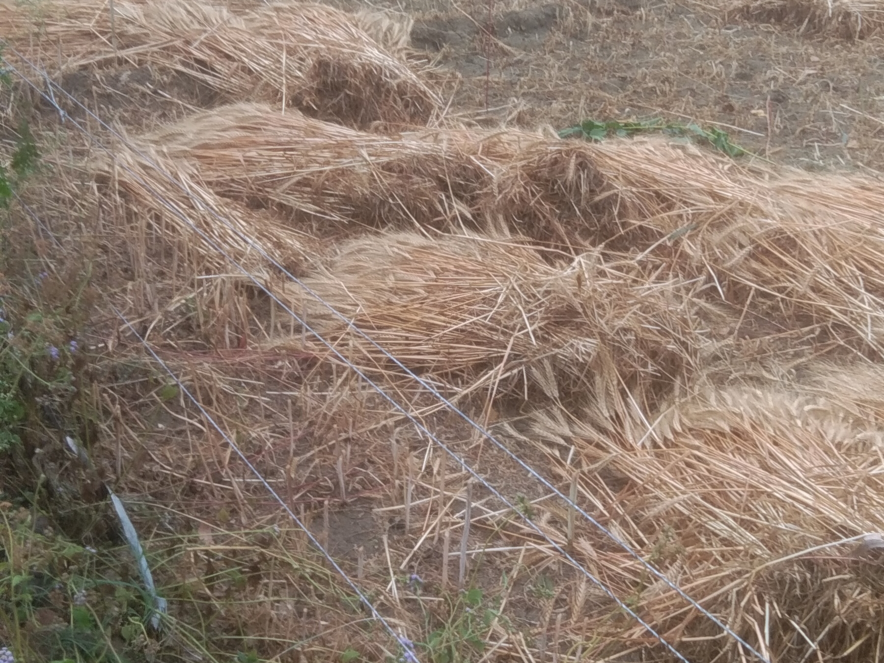 Unseasonal rain in Ranimau causes trouble to farmers | रानीमऊ में ...