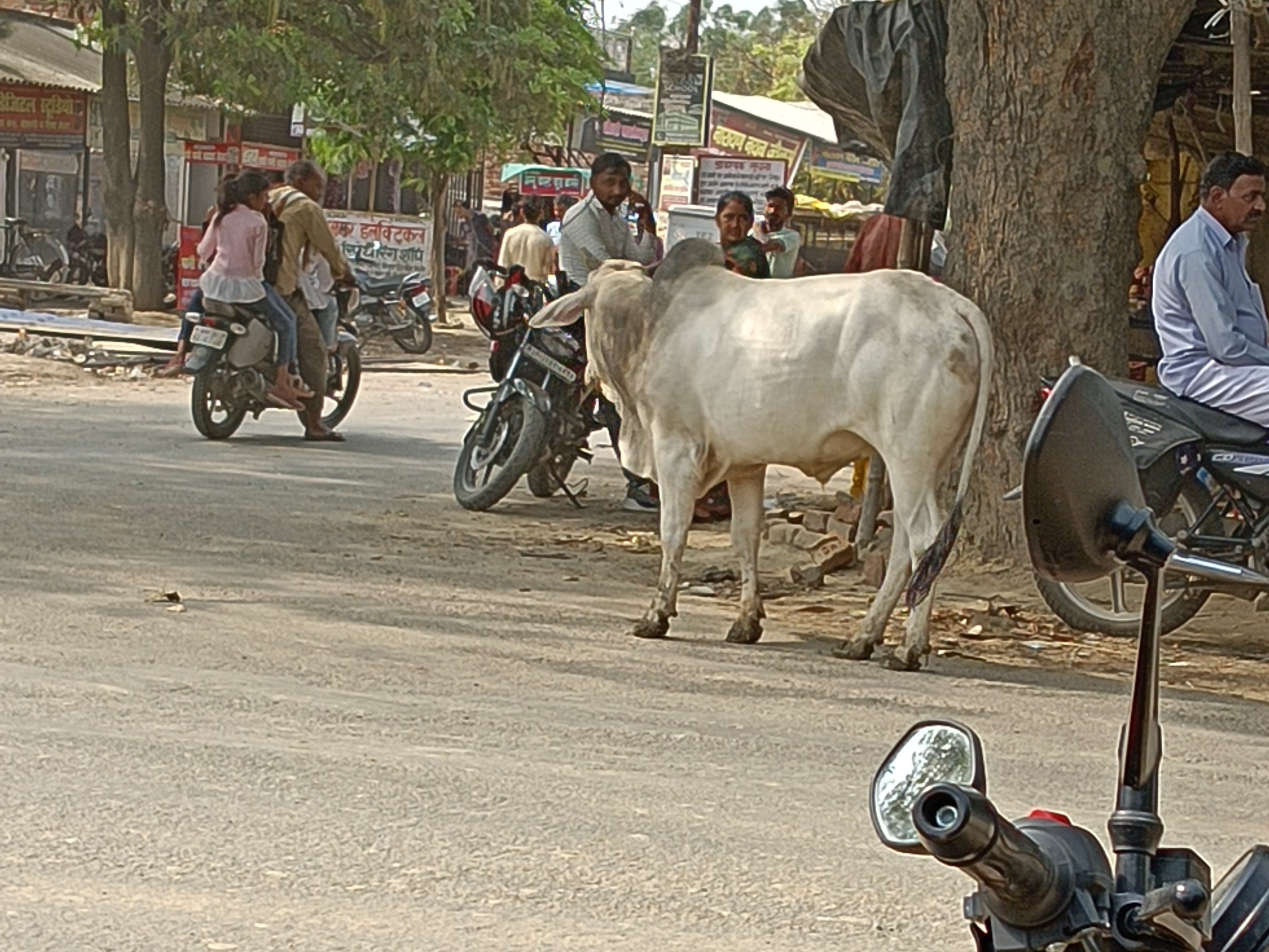 A gathering of stray animals at Bhagu Kheda intersection | भागू खेड़ा ...