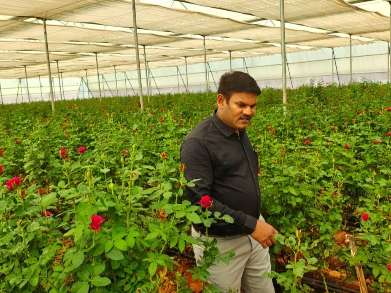 Cultivation of chilli, rose and oil palm in Kondagaon | कोंडागांव में ...