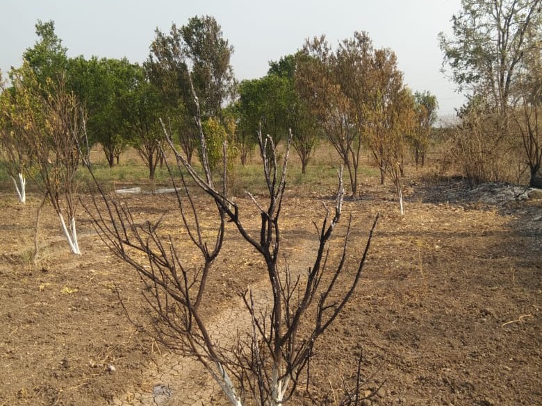 25 orange trees in the neighbourhood burnt due to stubble fire