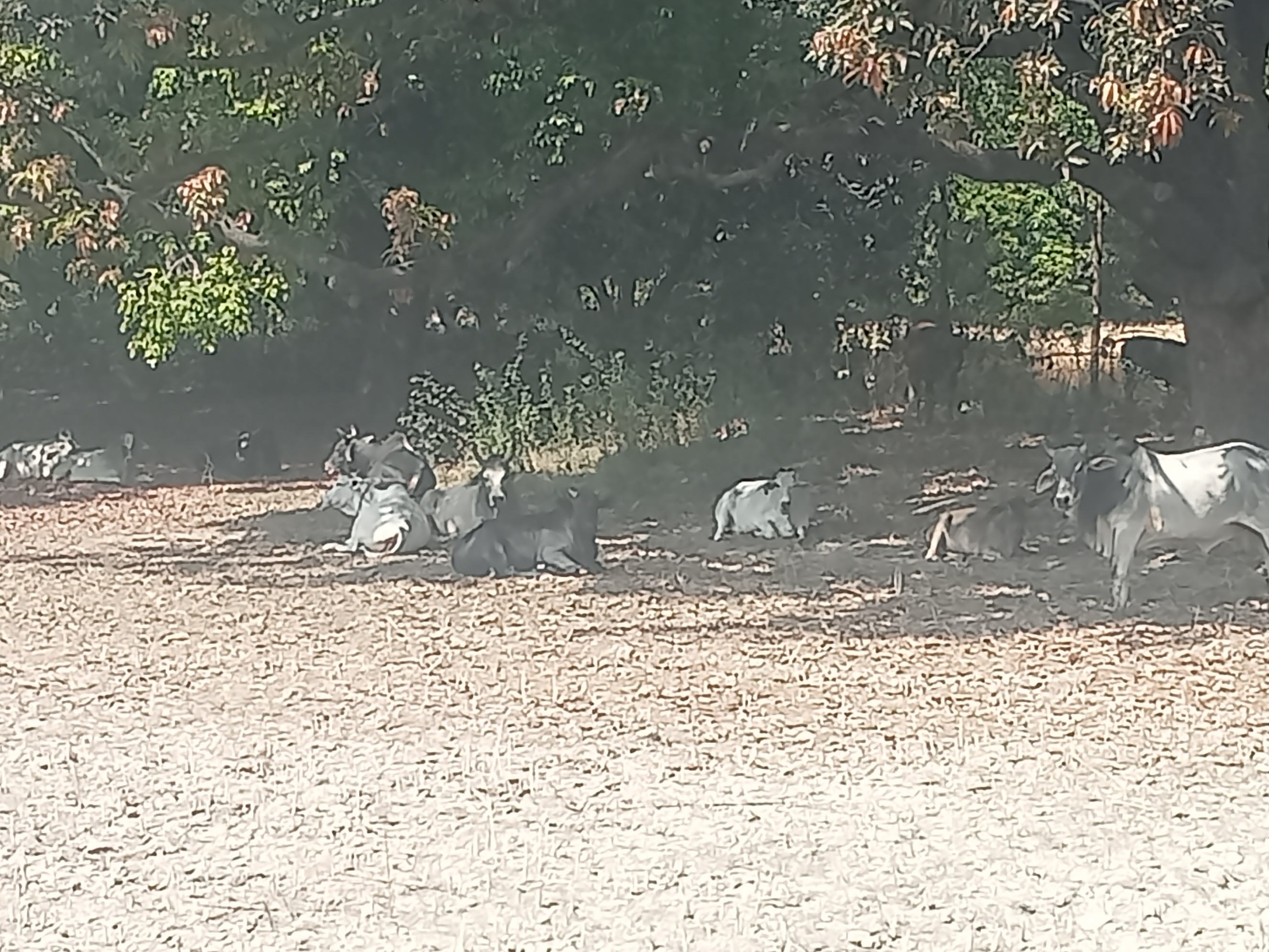 Stray animals pose a threat to farmers' crops | आवारा पशुओं से किसानों ...