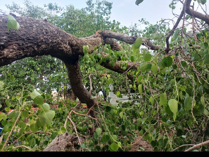 200 year old peepal tree fell on the house | 200 साल पुराना पीपल का ...