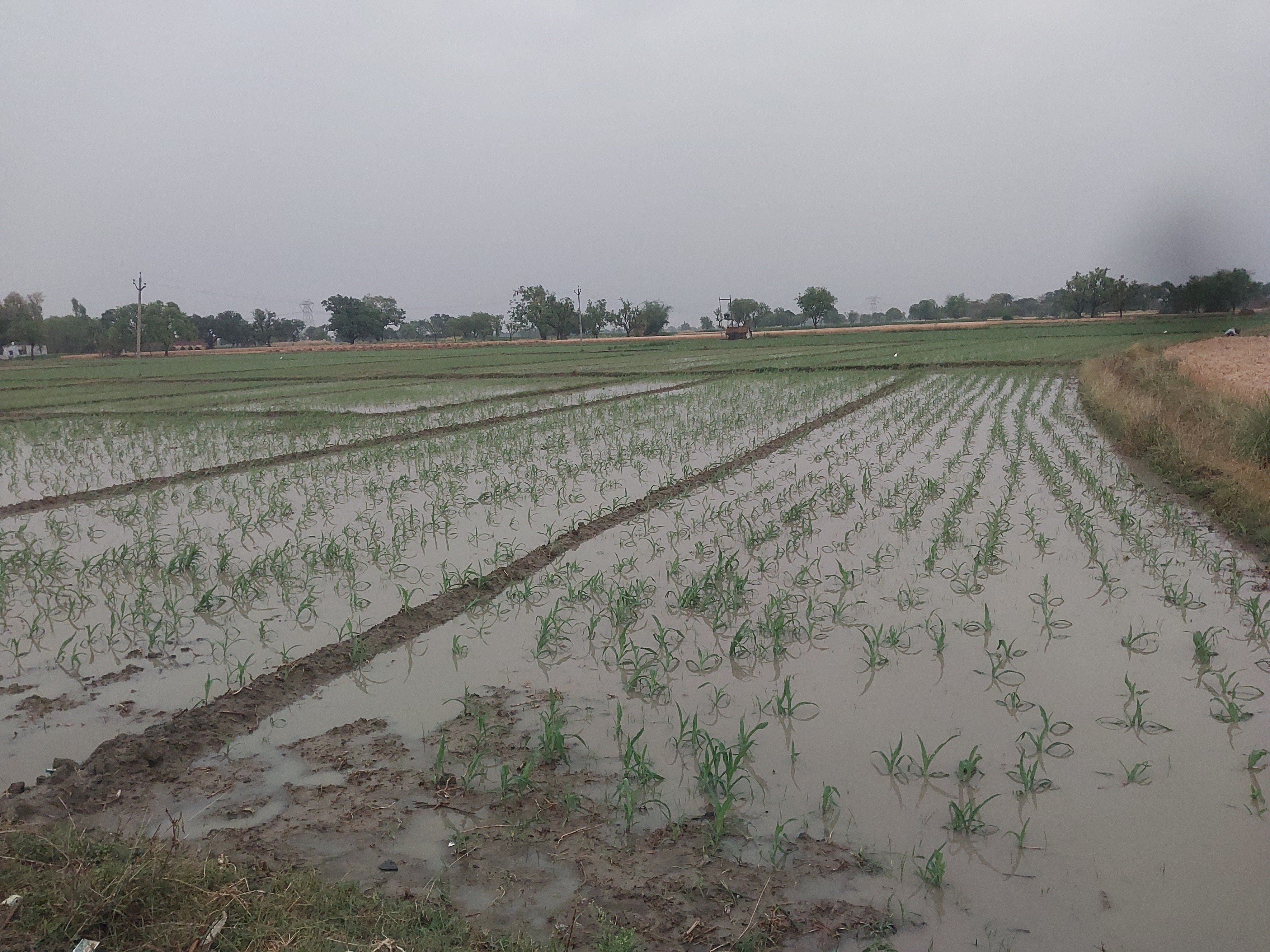 Weather will remain clear in Mainpuri for 4 days