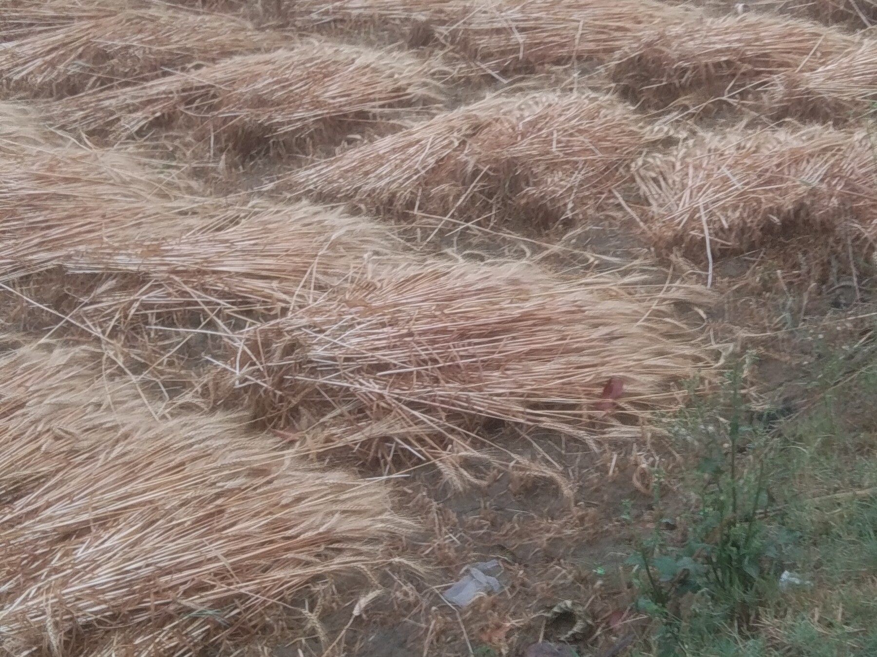 Strong winds and rain damage farmers' crops | रानीमऊ में बेमौसम बारिश ...