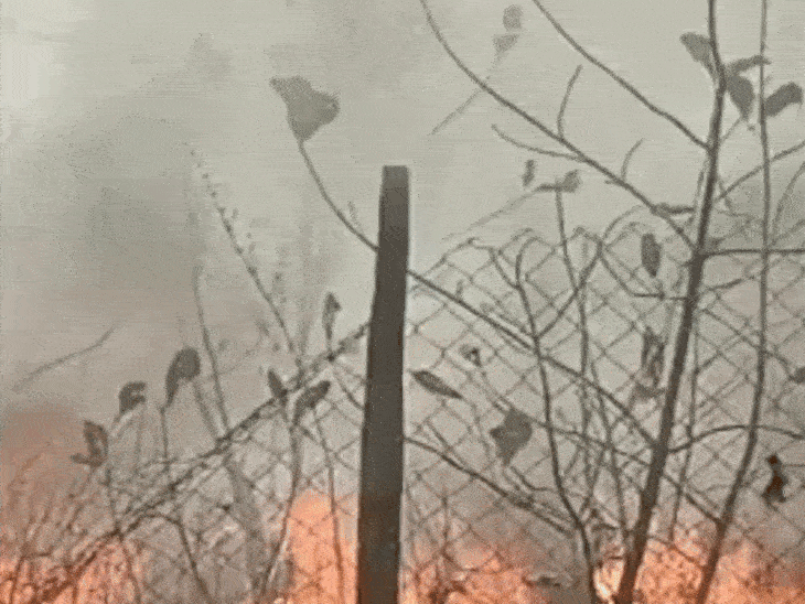 Fire broke out in the forest of Pali in Umaria | उमरिया में पाली के ...