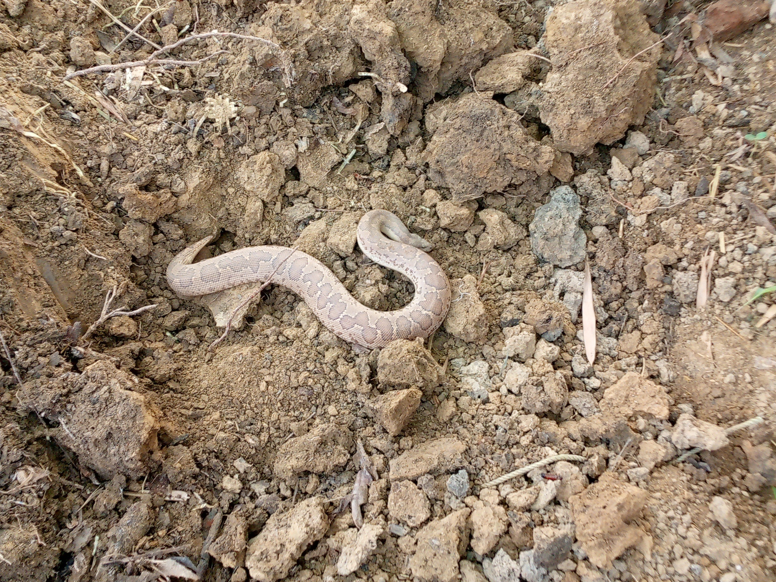 Danger of snakes increases in Janaki Nagar | जानकी नगर में सांपों का ...