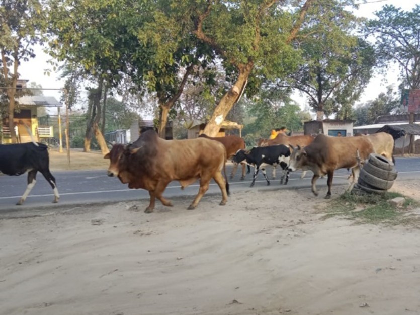 Chaos due to stray animals in Khajurhat | खजुराहट में छुट्टा जानवरों से ...