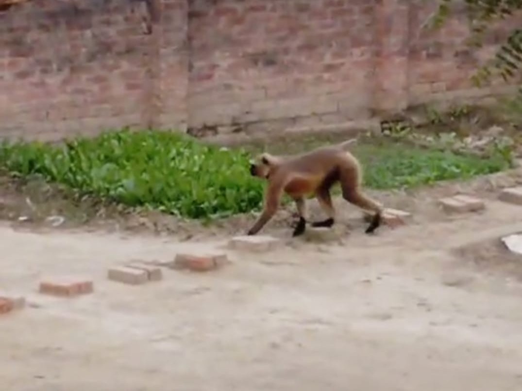 The end of the monkey that created terror in Amethi