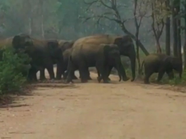 Elephant terror in Hazaribagh | हजारीबाग में हाथियों का आतंक: स्कूल और ...