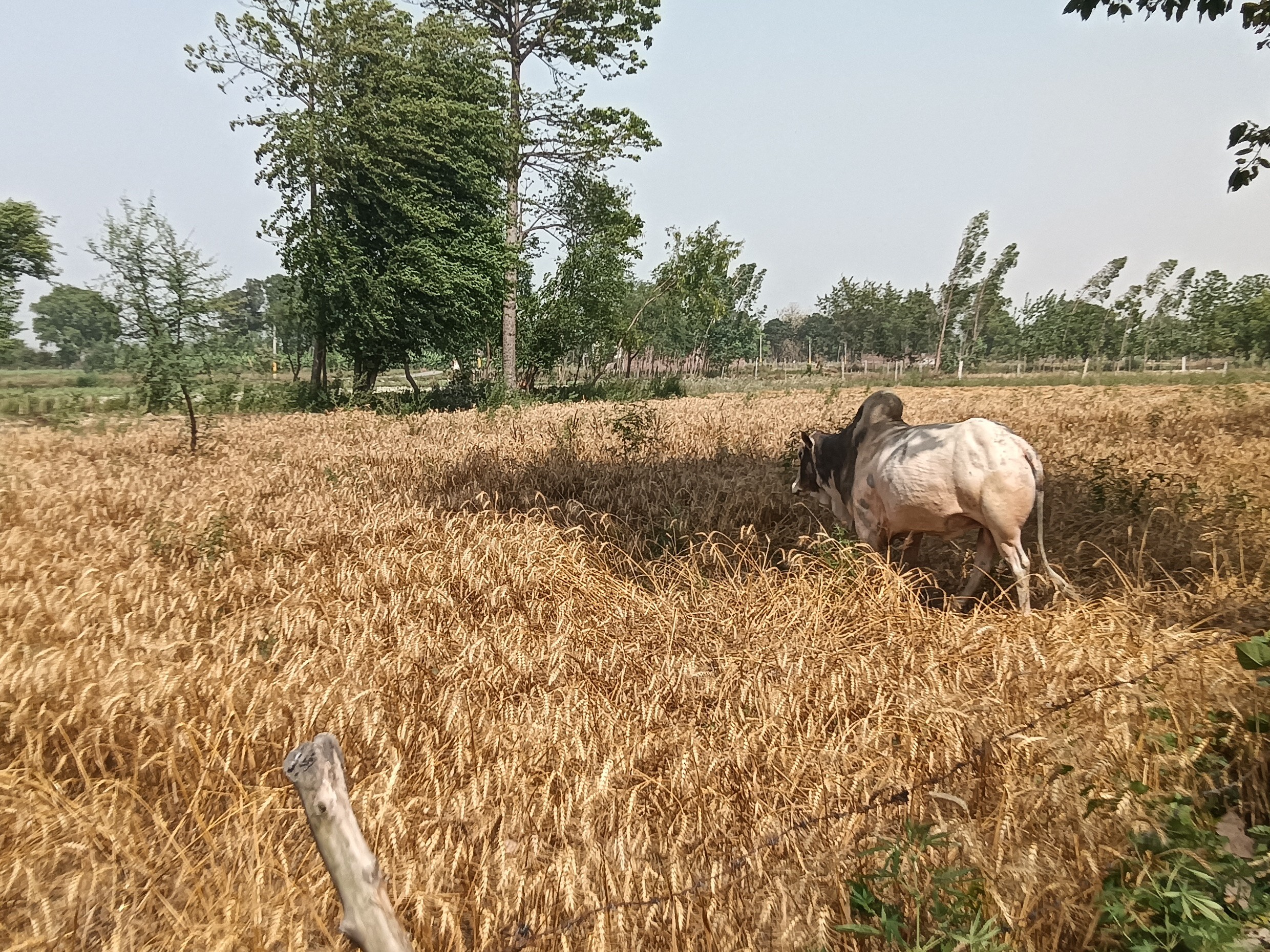 Terror of stray animals in Basantpur | बसंतपुर में आवारा पशुओं का आतंक ...