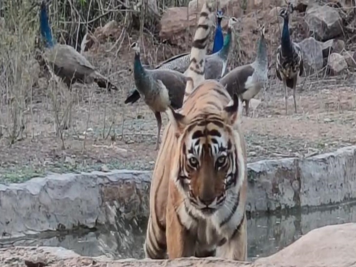 Latest Behror News (बहरोड़ न्यूज़): पढ़ें 26 अप्रैल के ताज़ा समाचार ...