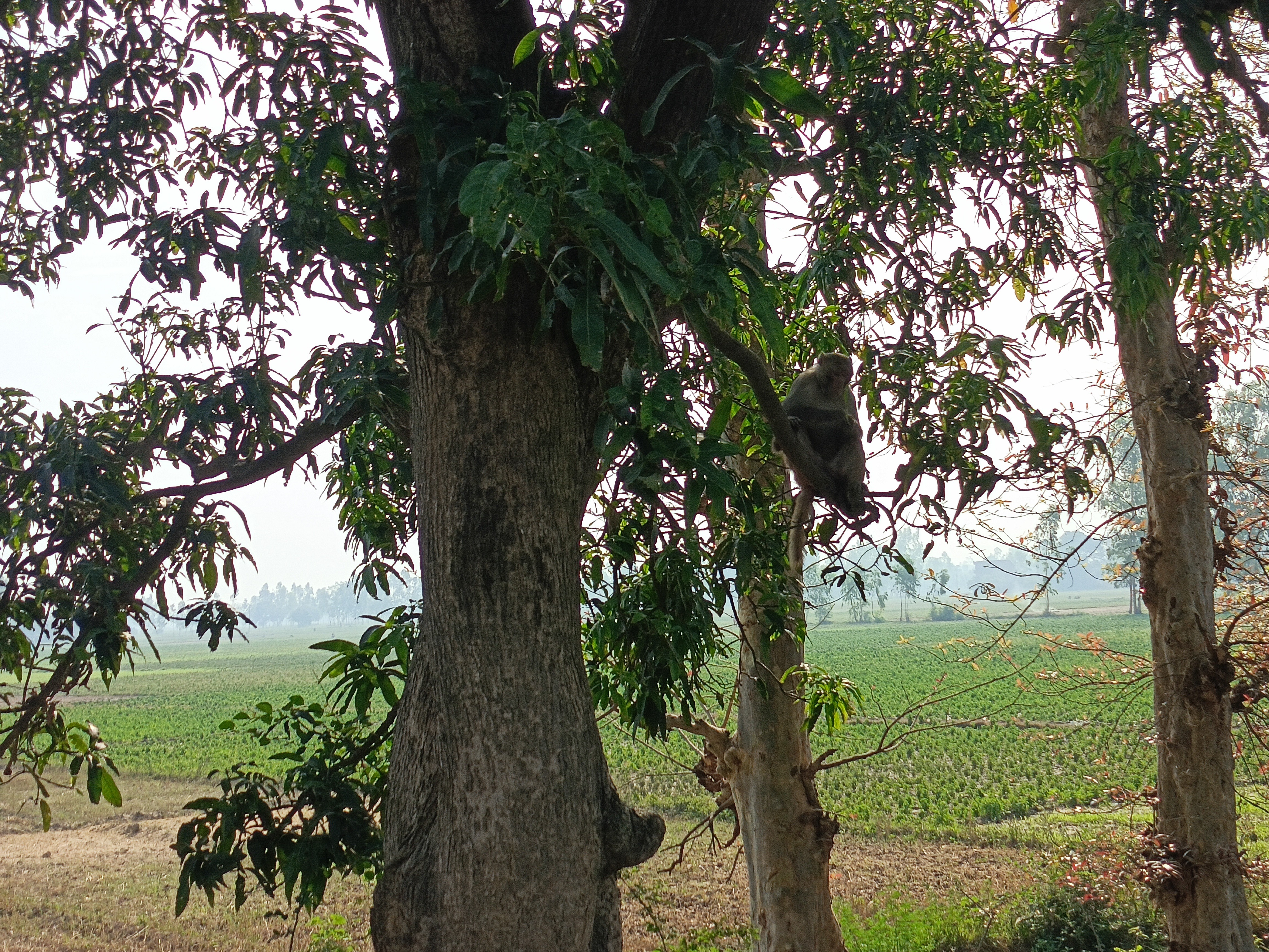 Monkeys causing havoc in three villages of Barabanki