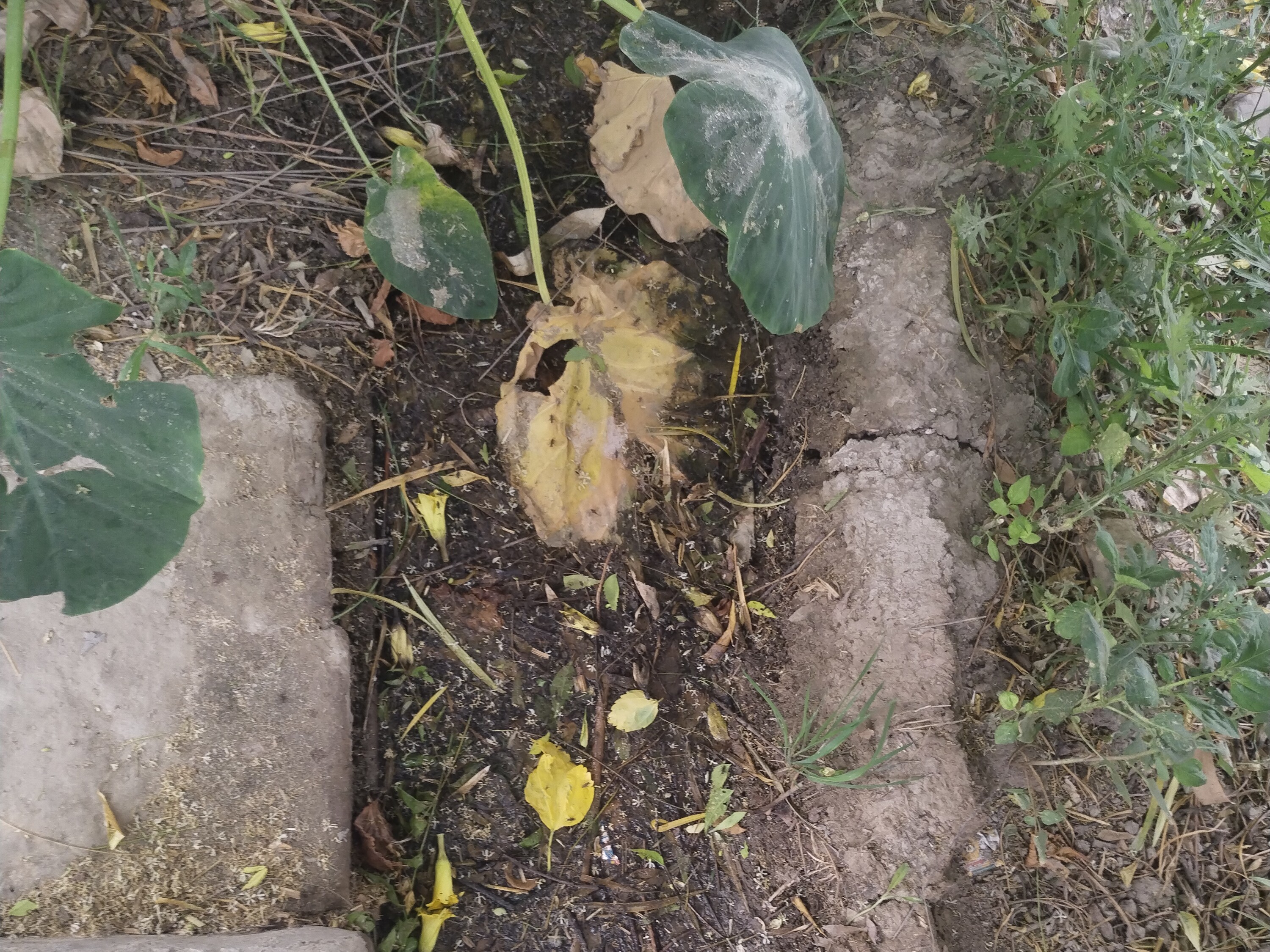 Swachhata Mission neglected in Bikapur, Ayodhya | अयोध्या के बीकापुर ...