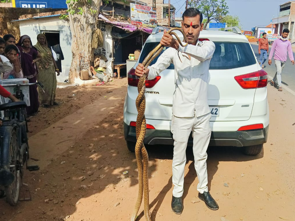 8 feet long snake and serpent pair caught in Sagar