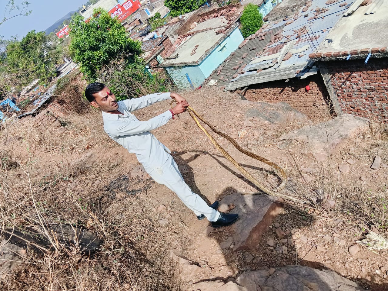 8 feet long snake and serpent pair caught in Sagar