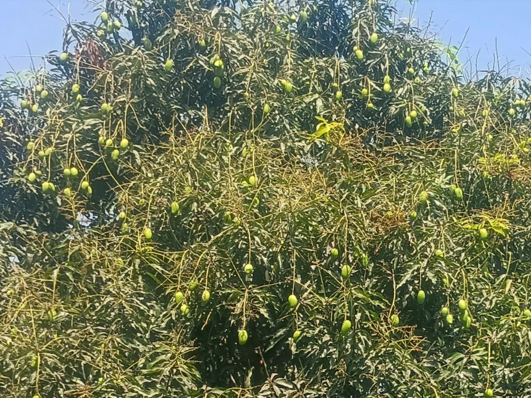 Weather became pleasant due to rain in Amethi