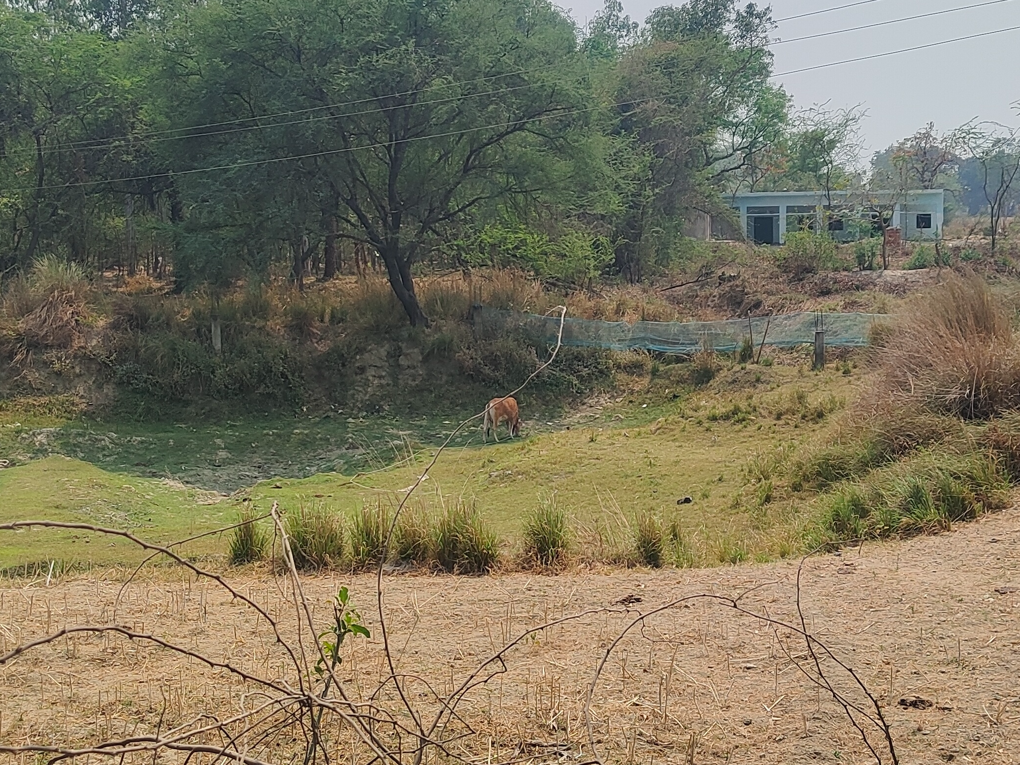 Water crisis for animals in Gonda | गोंडा में पशुओं के लिए पानी का संकट ...